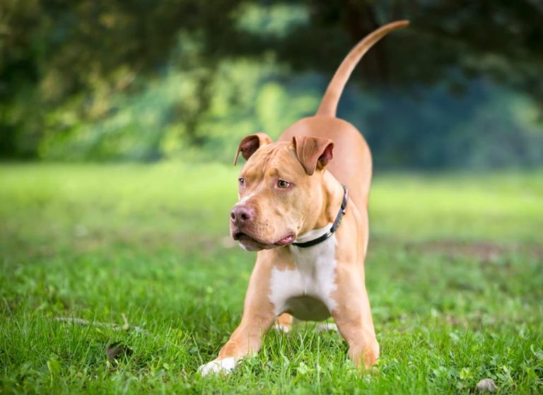 Happy Tail Syndrome in Dogs and Puppies | Great Pet Care