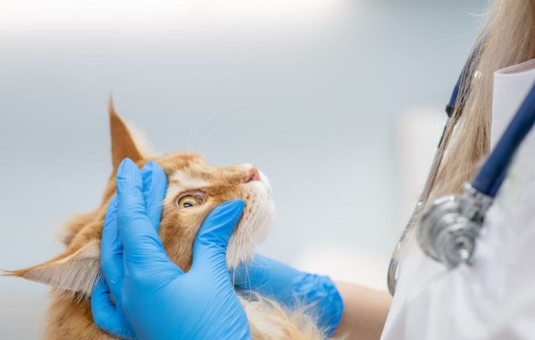 Haws Syndrome in Cats | Great Pet Care
