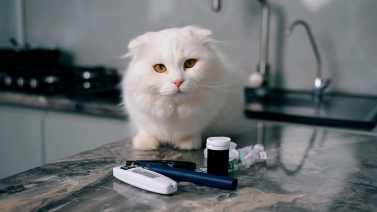 Fructosamine Test for Cats: What to Expect | Great Pet Care