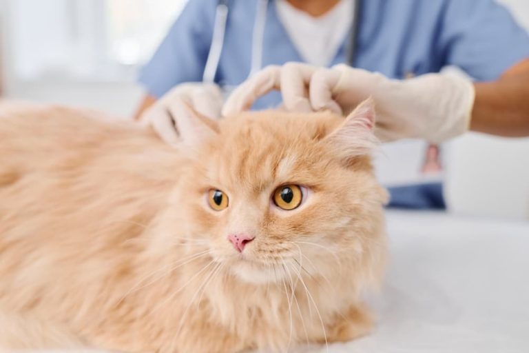 Roundworms in Cats | Great Pet Care