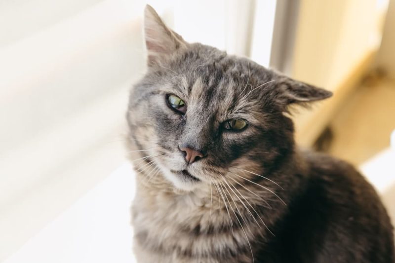 Conjunctivitis in Cats: Causes, Symptoms, Treatments | Great Pet Care