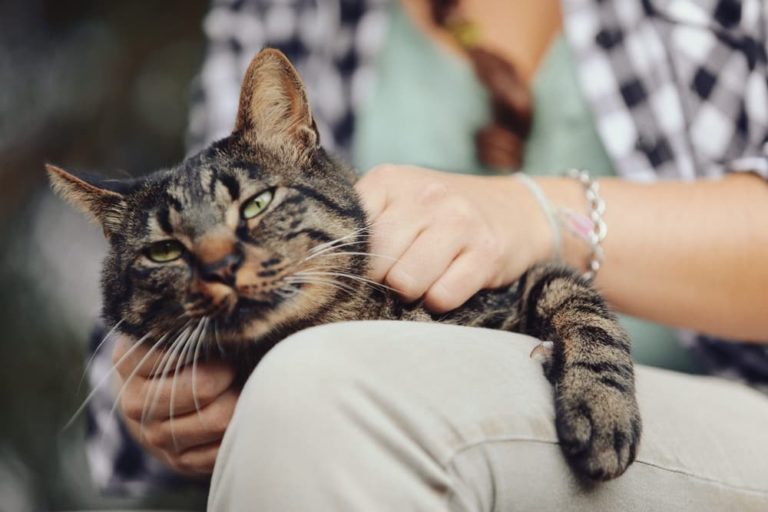 Roundworms in Cats | Great Pet Care