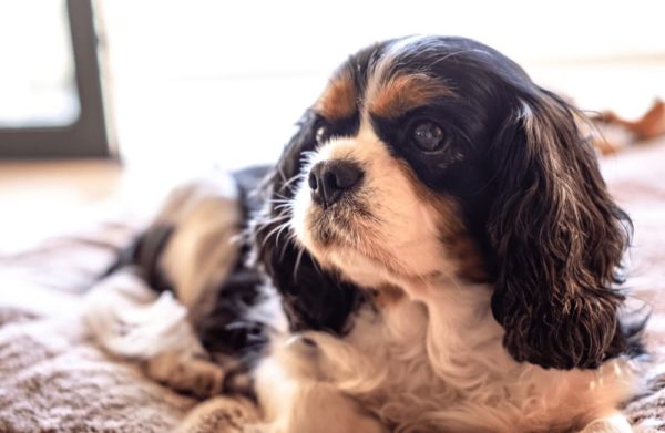 Incontinence in Dogs: Signs and Treatment | Great Pet Care