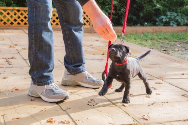 Resource Guarding in Dogs: How to Fix It | Great Pet Care