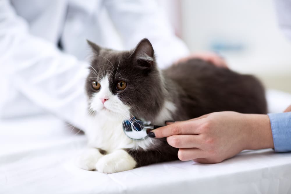 Bladder Cancer in Cats: Symptoms and Treatment | Great Pet Care