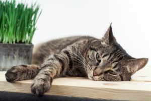 Roundworms in Cats | Great Pet Care