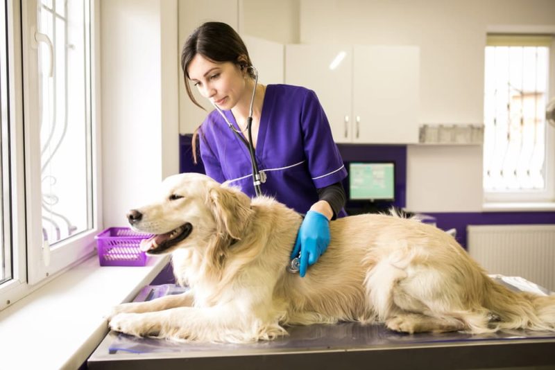Lymphoma in Dogs: Signs and Treatment Options | Great Pet Care