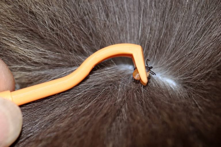 Ticks on Cats: How to Spot and Remove Them | Great Pet Care