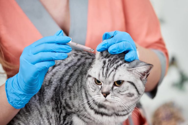 Methimazole for Cats | Great Pet Care