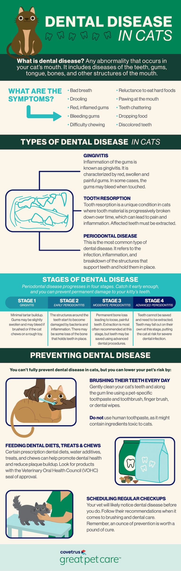 Dental Disease in Cats | Great Pet Care