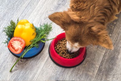 How to Use a Dog Food Topper | Great Pet Care