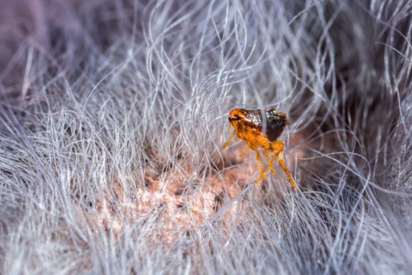 Flea Bites on Dogs: What Do They Look Like? | Great Pet Care