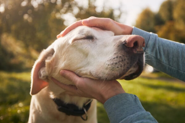 Do Dogs Know When They Are Dying? Experts Weigh In | Great Pet Care