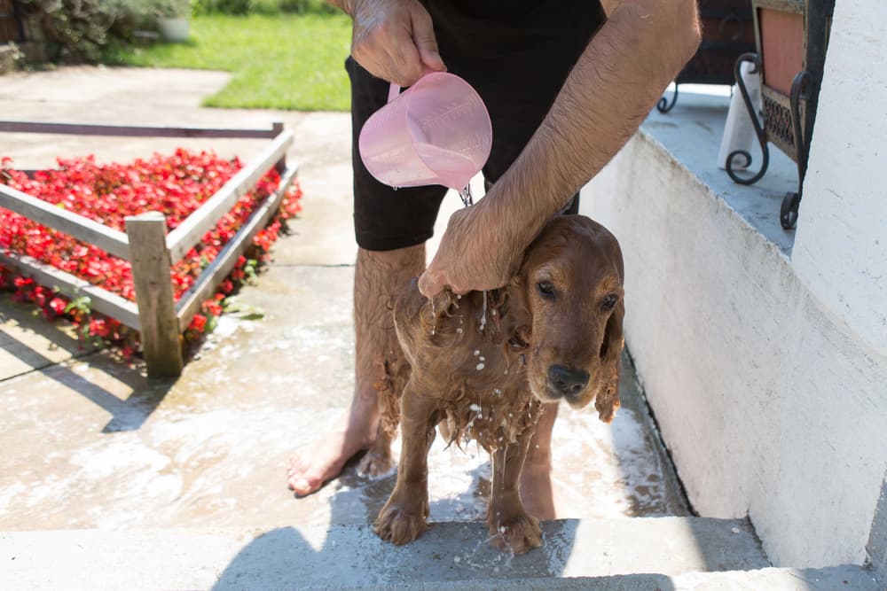 Heat Rash On Dogs Signs And Treatment Great Pet Care Heat Rash On Dogs Signs And Treatment Great Pet Care