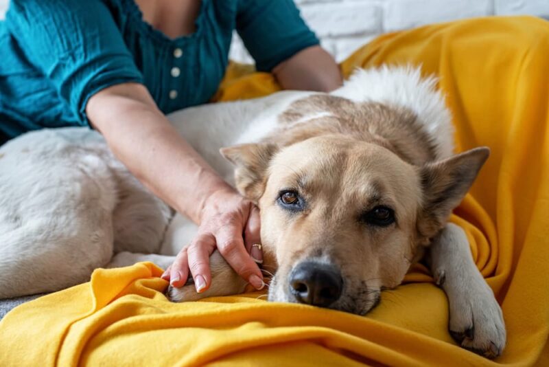 How to Comfort a Dog in Pain: 8 Tips | Great Pet Care