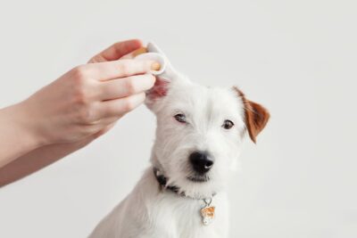 How to Treat a Tick Bite on a Dog | Great Pet Care