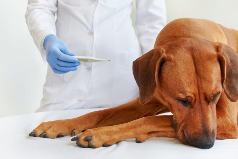 Heat Rash on Dogs: Signs and Treatment | Great Pet Care