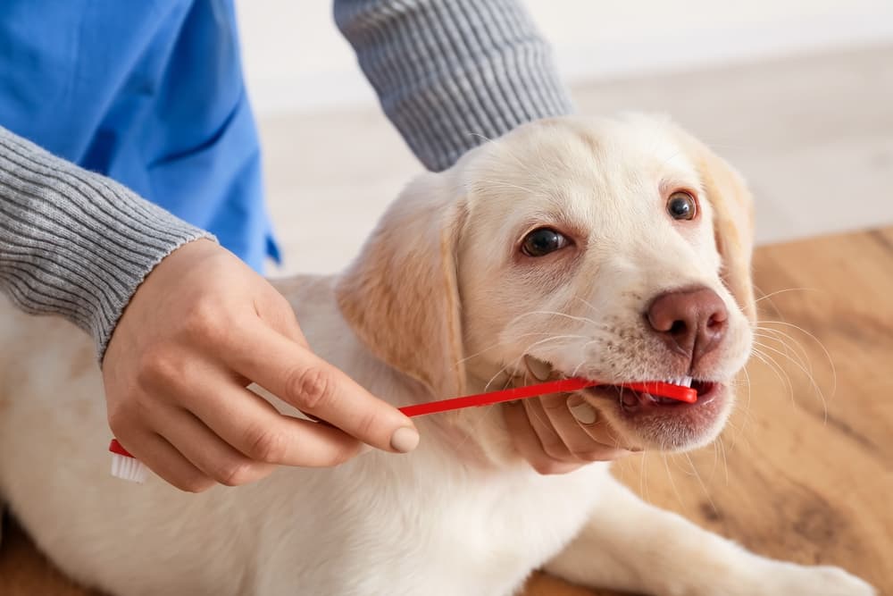 Brushing a Dog’s Teeth: Steps and Tips | Great Pet Care