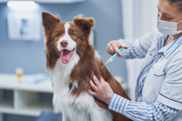 Canine Influenza Vaccine: All About the Dog Flu Shot | Great Pet Care