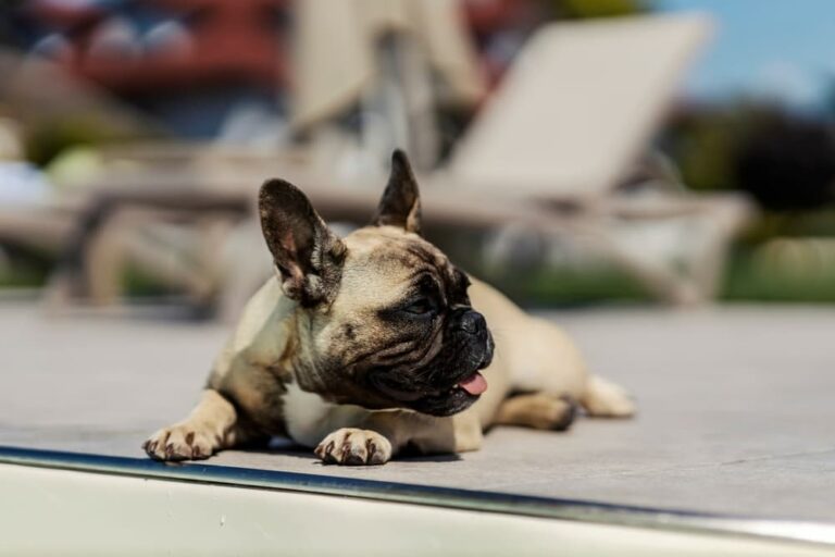 Heat Rash On Dogs Signs And Treatment Great Pet Care Heat Rash On Dogs Signs And Treatment Great Pet Care