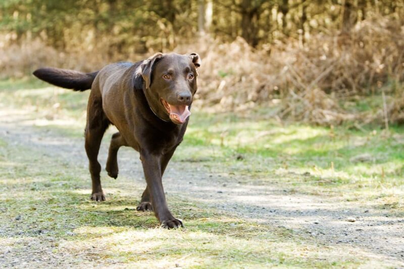 Dog Joint Pain: 4 Ways to Provide Relief | Great Pet Care
