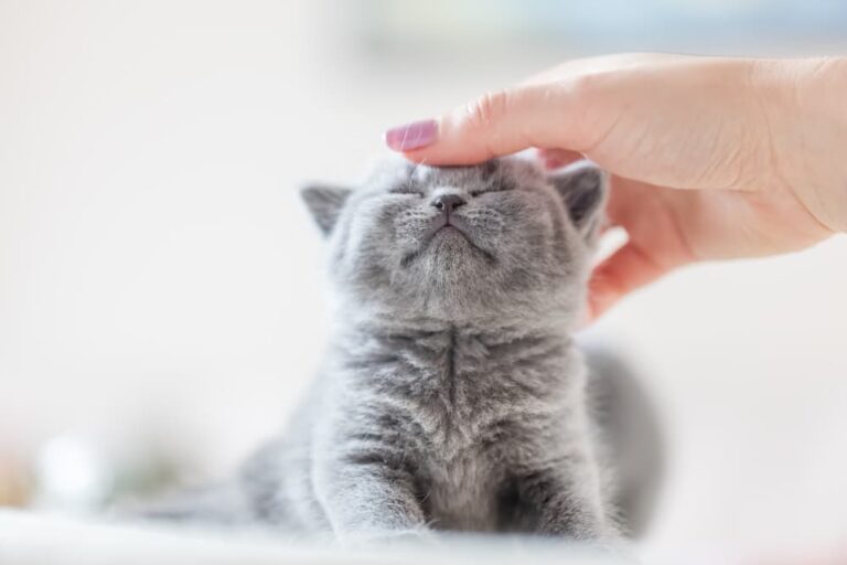Cerebellar Hypoplasia in Cats (Wobbly Cat Syndrome) | Great Pet Care