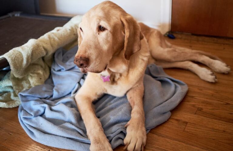 Do Dogs Know When They Are Dying? Experts Weigh In | Great Pet Care