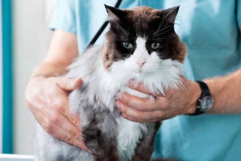 Cat Heart Disease: Causes, Signs and Treatment | Great Pet Care