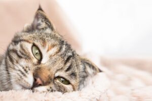 Cat Heart Disease: Causes, Signs and Treatment | Great Pet Care