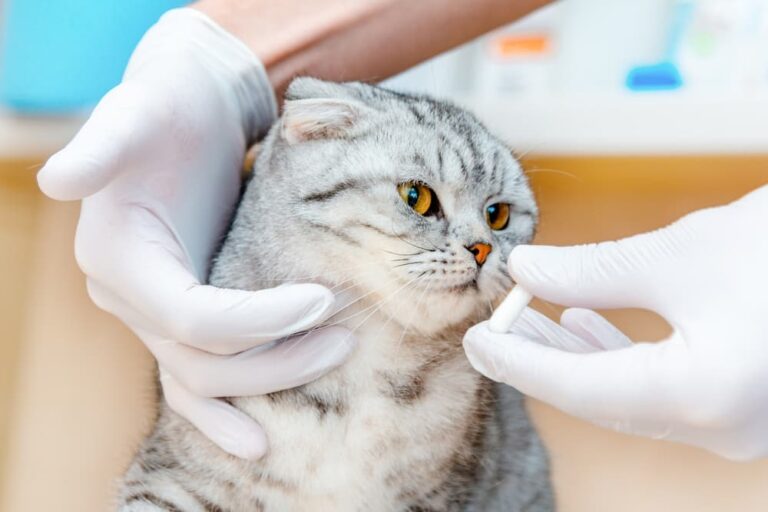 Cat Heart Disease: Causes, Signs and Treatment | Great Pet Care