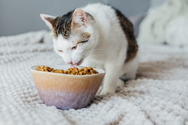 Enlarged Heart (Dilated Cardiomyopathy) in Cats | Great Pet Care