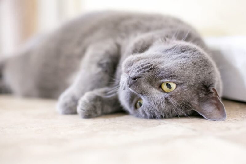 Enlarged Heart (Dilated Cardiomyopathy) in Cats | Great Pet Care