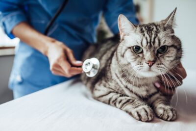 Normal Cat Heart Rate: What Should It Be? | Great Pet Care