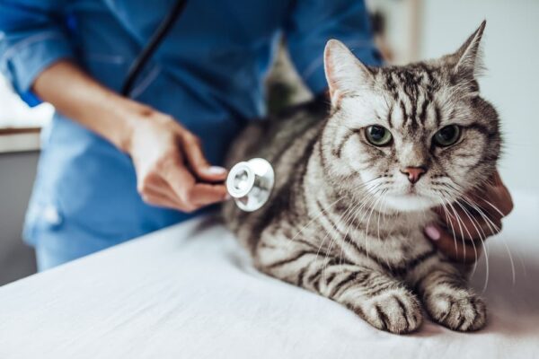 Normal Cat Heart Rate: What Should It Be? | Great Pet Care