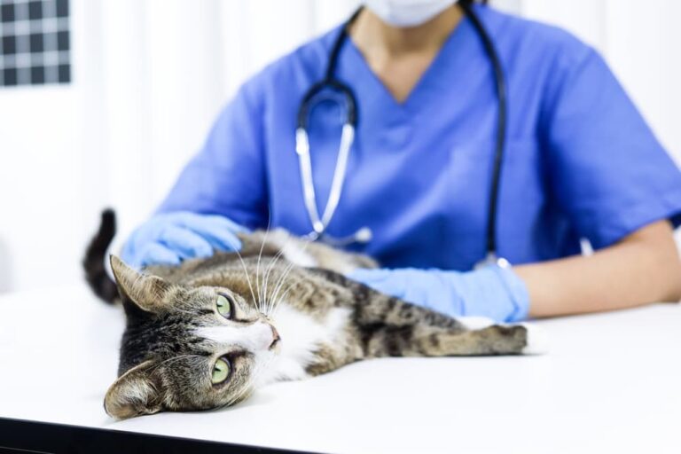 Normal Cat Heart Rate: What Should It Be? | Great Pet Care