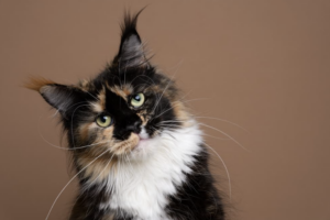 Normal Cat Heart Rate: What Should It Be? | Great Pet Care