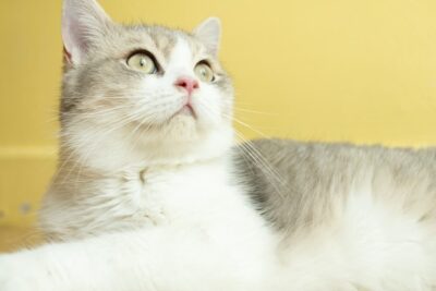 Normal Cat Heart Rate: What Should It Be? | Great Pet Care