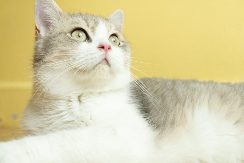 Normal Cat Heart Rate: What Should It Be? | Great Pet Care