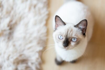 Normal Cat Heart Rate: What Should It Be? | Great Pet Care