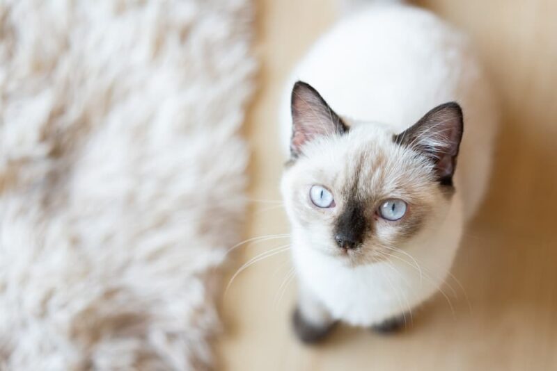 Normal Cat Heart Rate: What Should It Be? | Great Pet Care