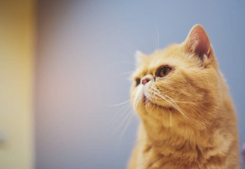 Cat Seizures: Causes and Symptoms | Great Pet Care