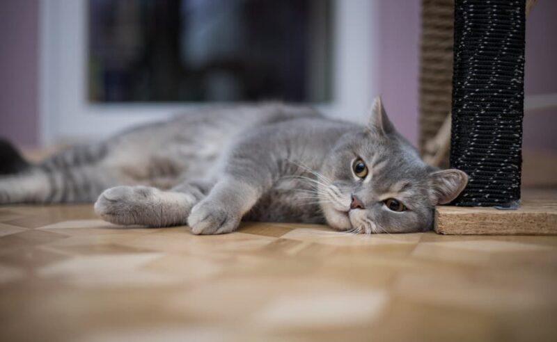 Cat Seizures: Causes and Symptoms | Great Pet Care