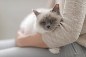 Cat Seizures: Causes and Symptoms | Great Pet Care