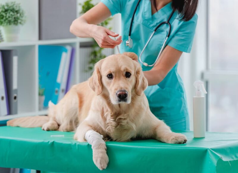 Flea Shot for Dogs: Benefits and How It Works | Great Pet Care