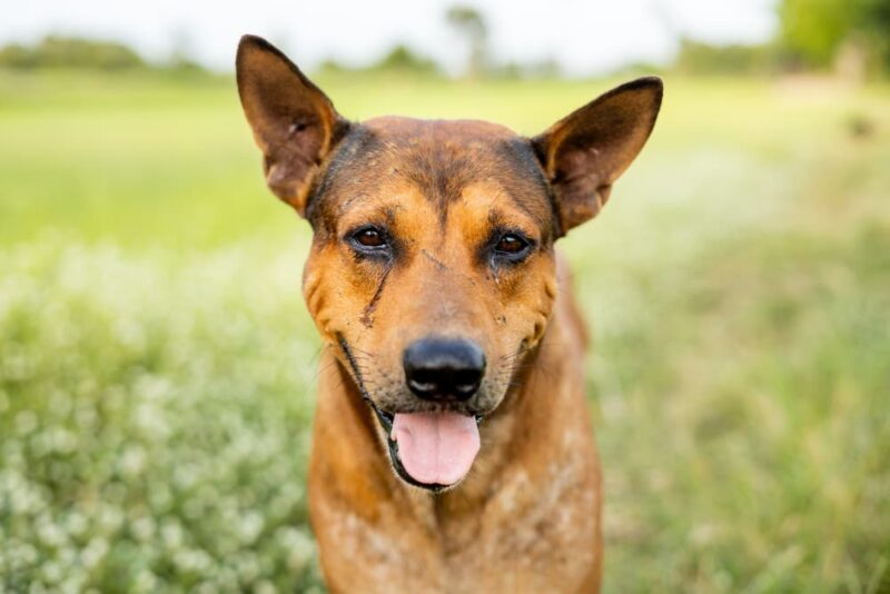 14 Dog Allergy Symptoms You Shouldn't Ignore | Great Pet Care