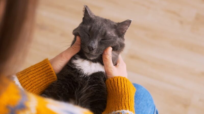 9 Ways to Show Your Senior Cat Some Extra Love | Great Pet Care
