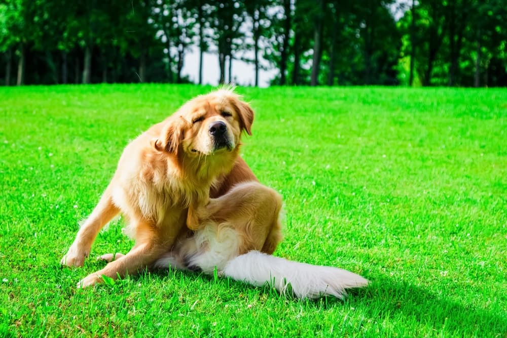 14 Dog Allergy Symptoms You Shouldn't Ignore | Great Pet Care