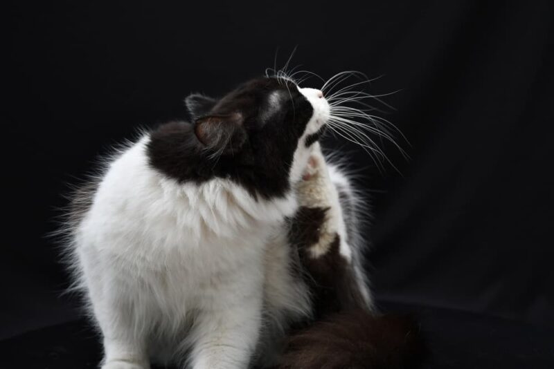 How Can I Soothe My Cat’s Itchy Skin? | Great Pet Care