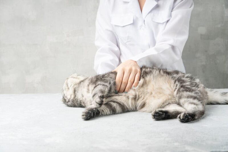 How to Comfort a Cat in Pain: 10 Tips | Great Pet Care