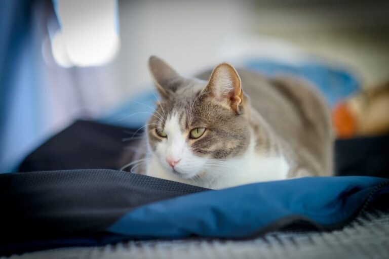 How to Comfort a Cat in Pain: 10 Tips | Great Pet Care